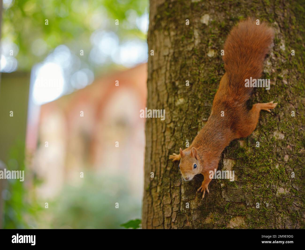 Cute squirrel in a park in Munich, Germany summer travel to Europe ...