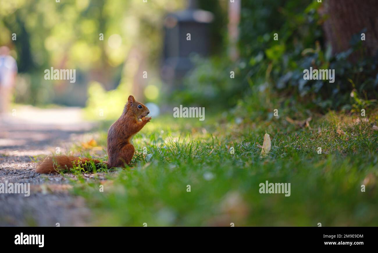 Cute squirrel in a park in Munich, Germany summer travel to Europe ...