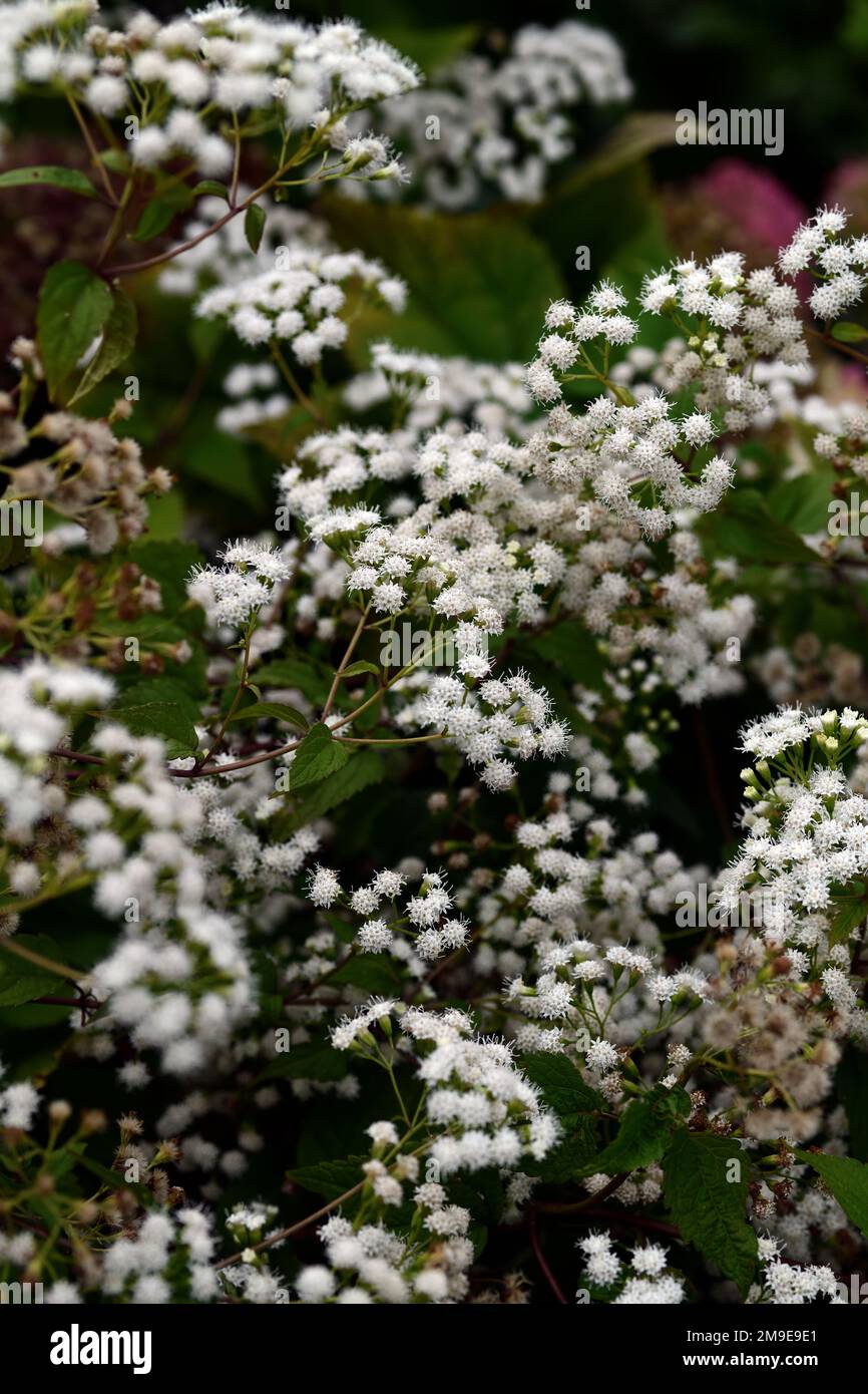 Extend flowering season hi-res stock photography and images - Alamy