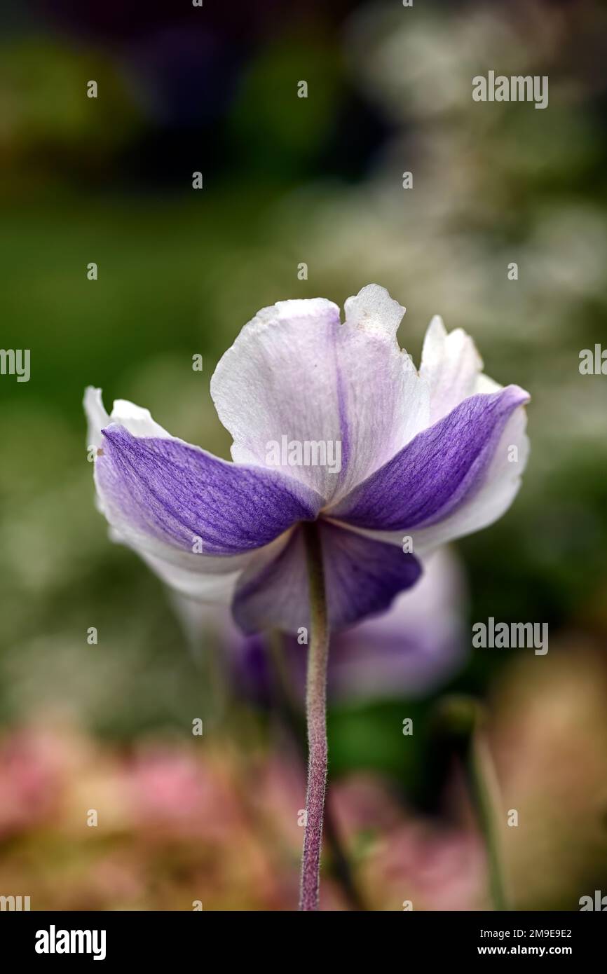 anemone wild swan,white flower,blue purple reverse,herbaceous perennial ...