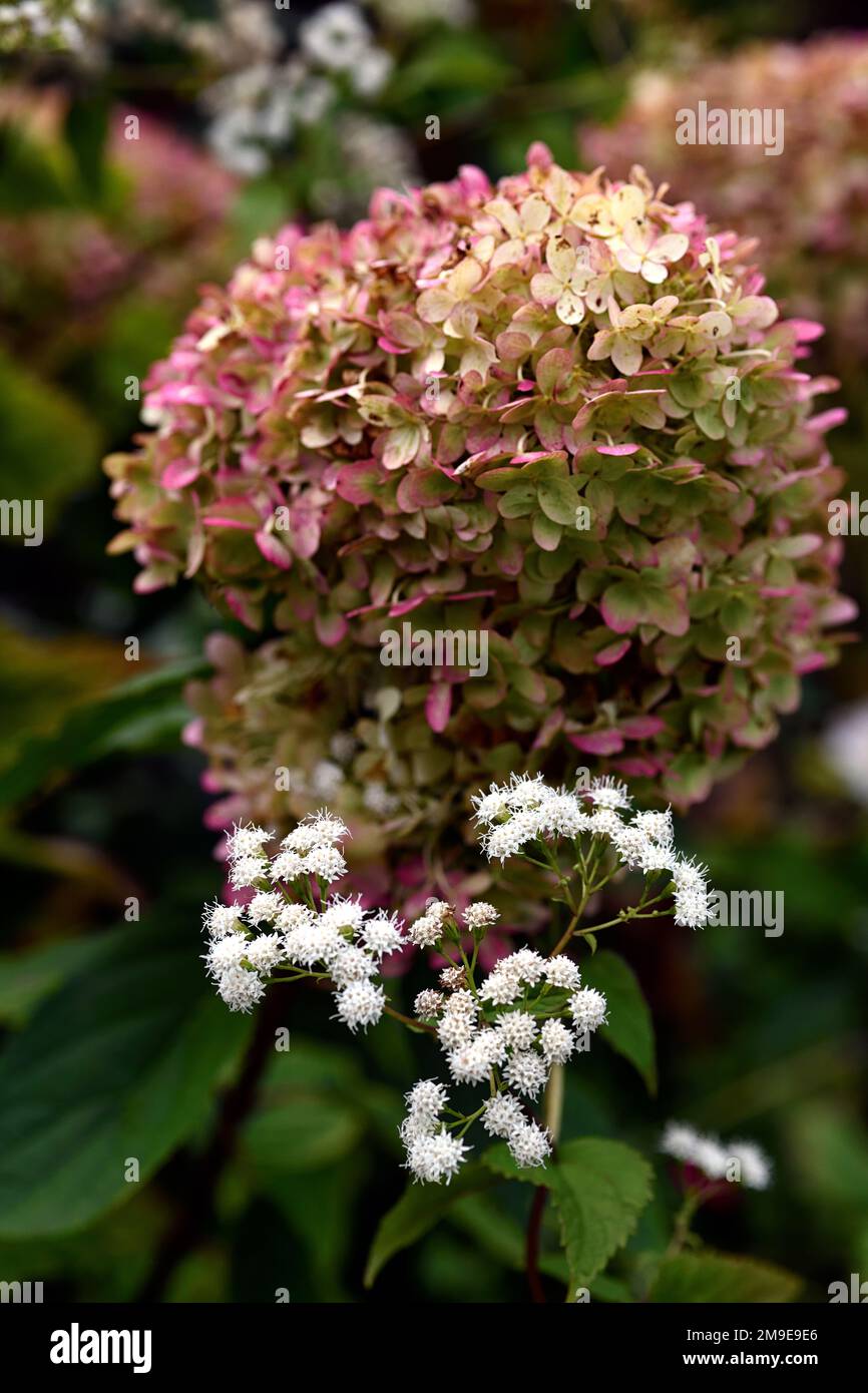 Ageratina altissima Chocolate,hydrangea,white flowers,fluffy white ...