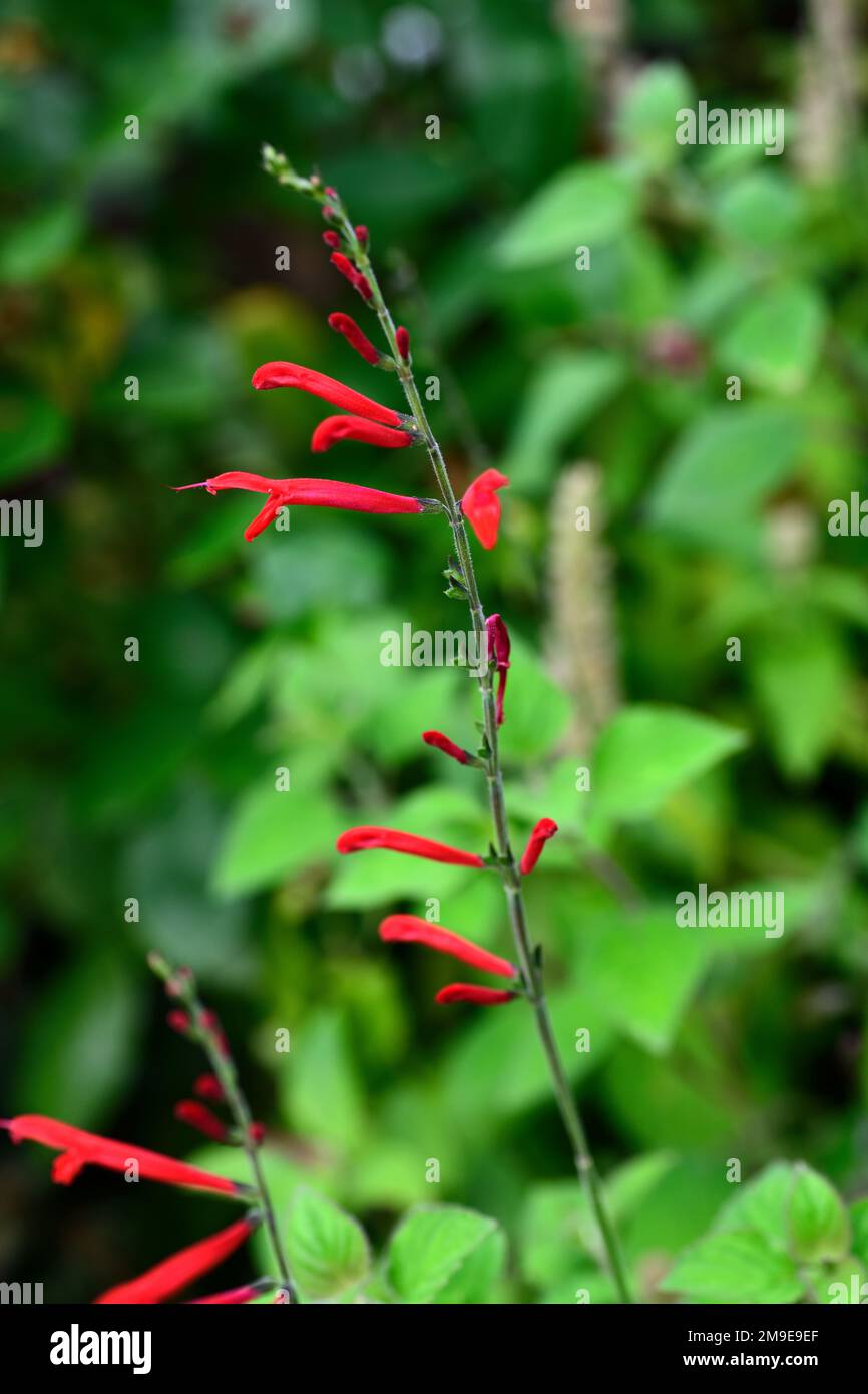 Salvia elegans Sonoran Red,pineapple sage,salvias,red flowers,red ...
