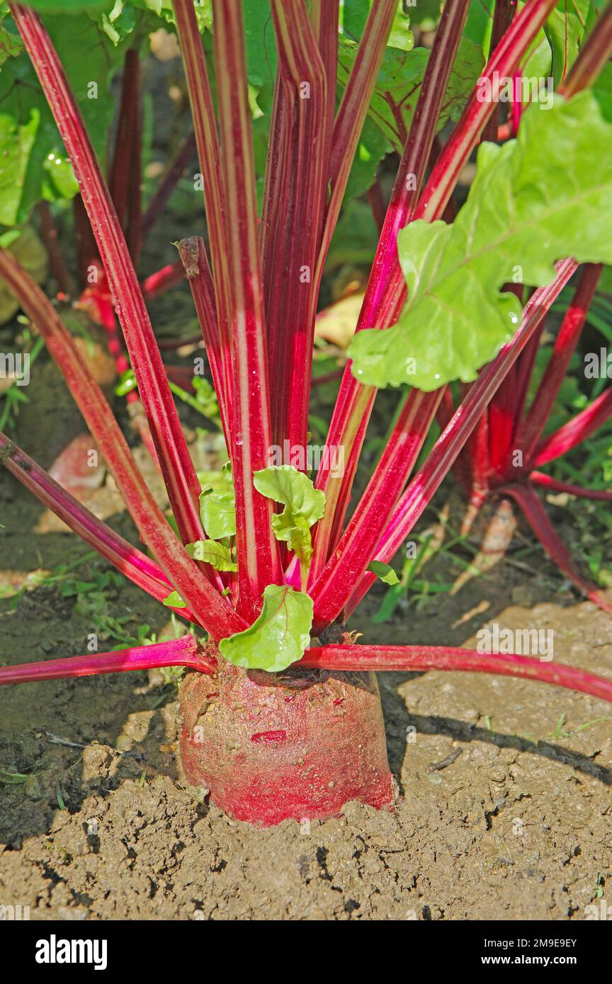 Beetroot plant growing in vegetable garden Stock Photo - Alamy