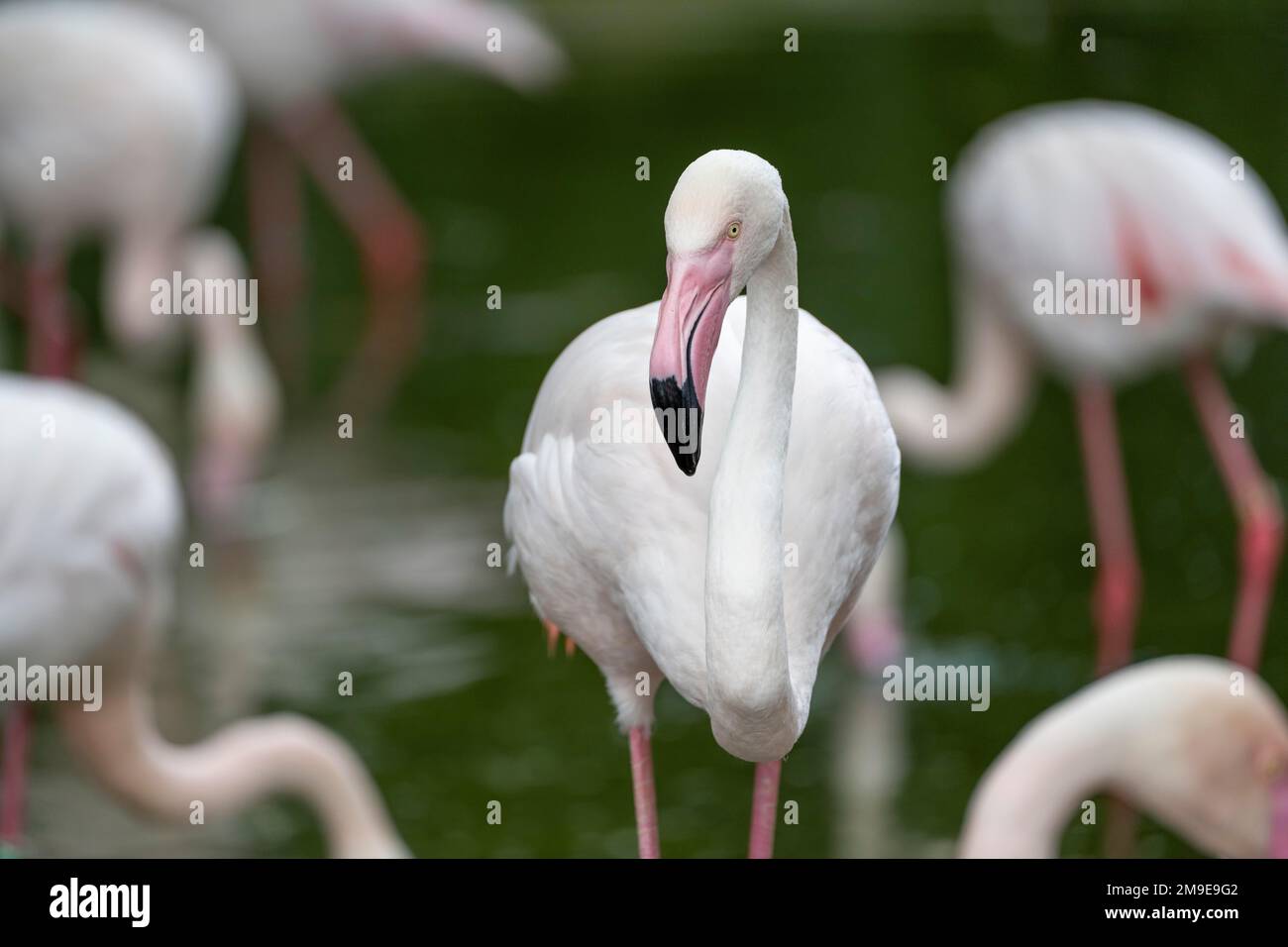 Pink greater flamingo (Phoenicopterus roseus), captive, Schoenbrunn Zoo ...