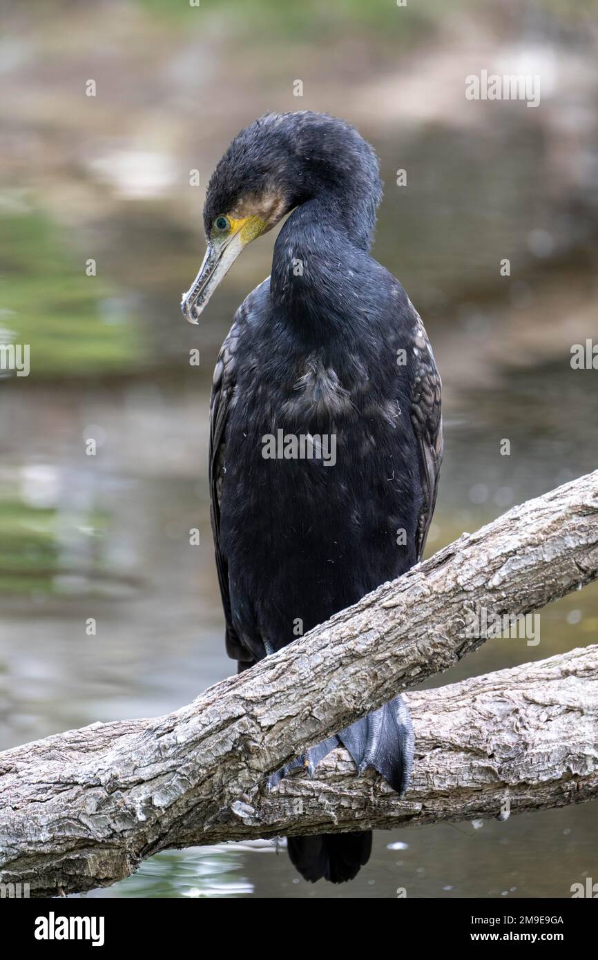 Great cormorant (Phalacrocorax carbo) sitting on branch, captive ...