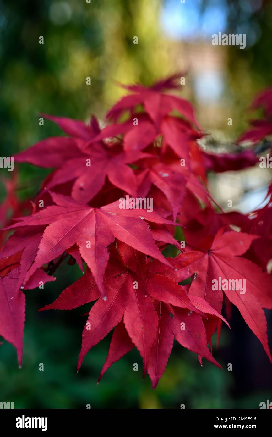 Scarlet autumn color hi-res stock photography and images - Alamy