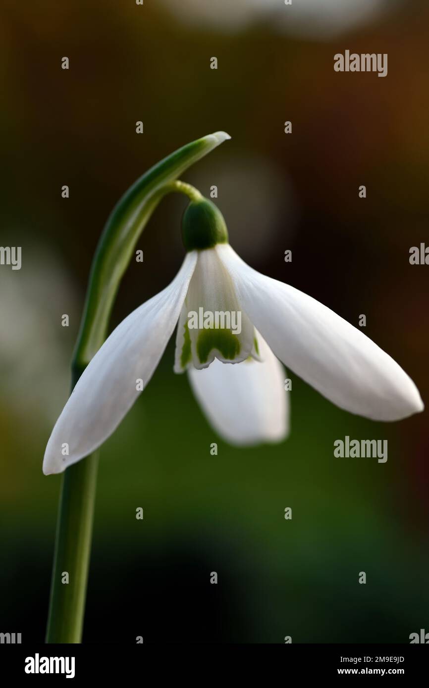 Galanthus reginae olgae subsp reginae olgae tessera hi-res stock ...