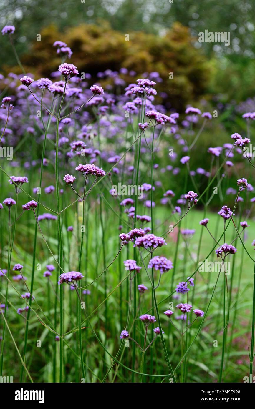 verbena bonariensis,drift,purple,flower,flowers,prairie planting,style ...