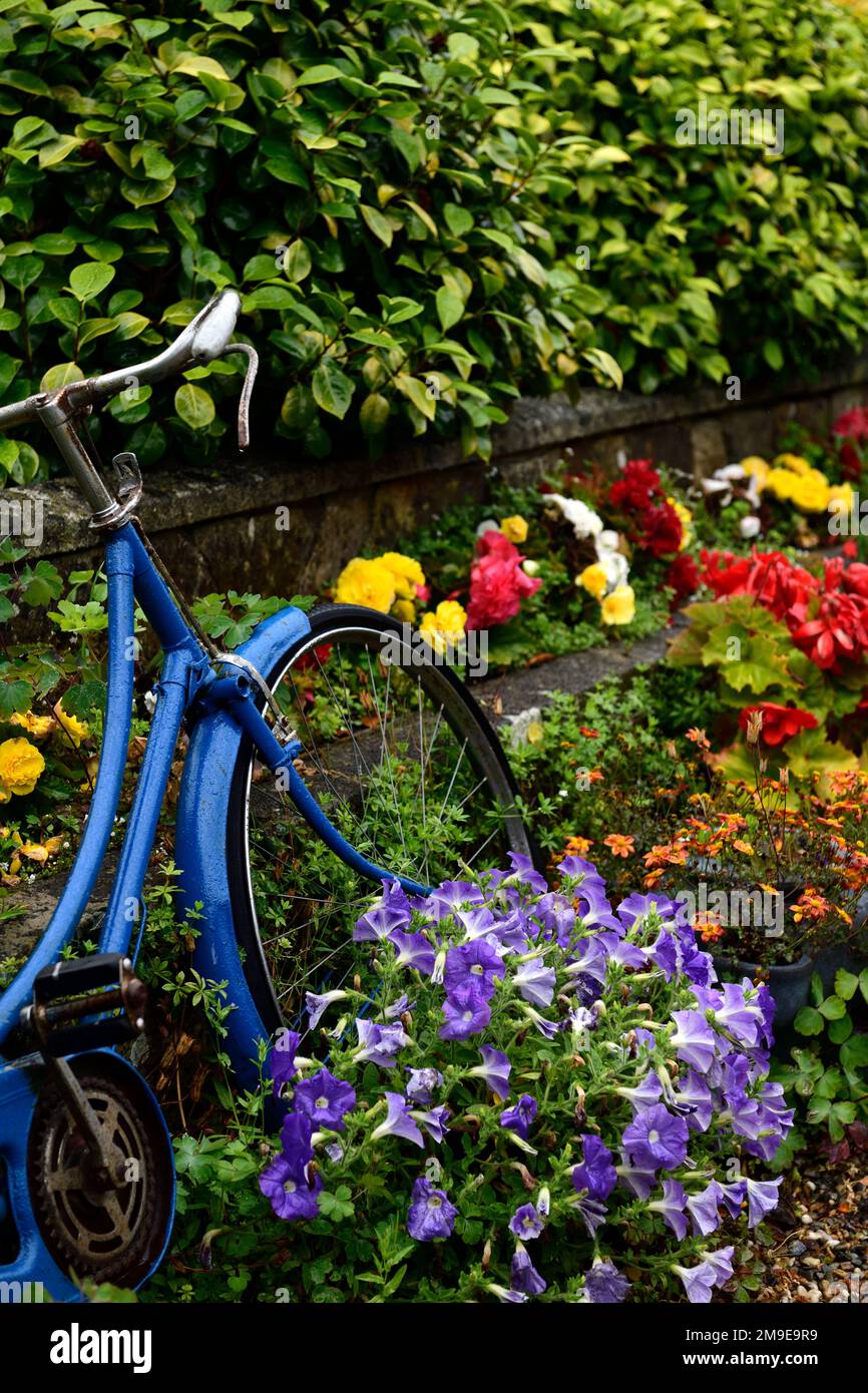 blue bike, blue bicycle,blue petunia,red begonia,dsplay,flower display ...
