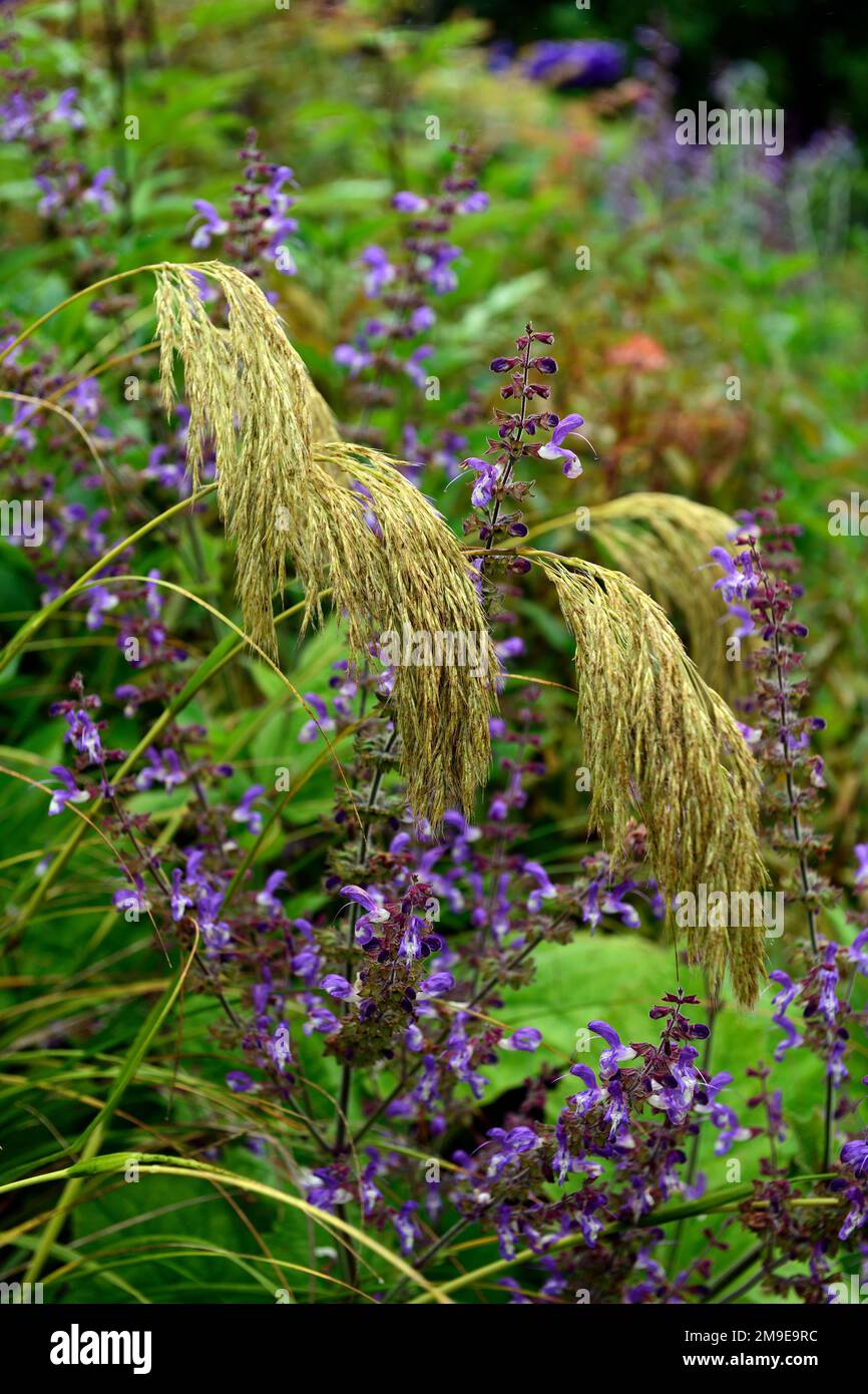 salvia and grass,salvia and grasses,mix,mixed planting scheme.salvia ...