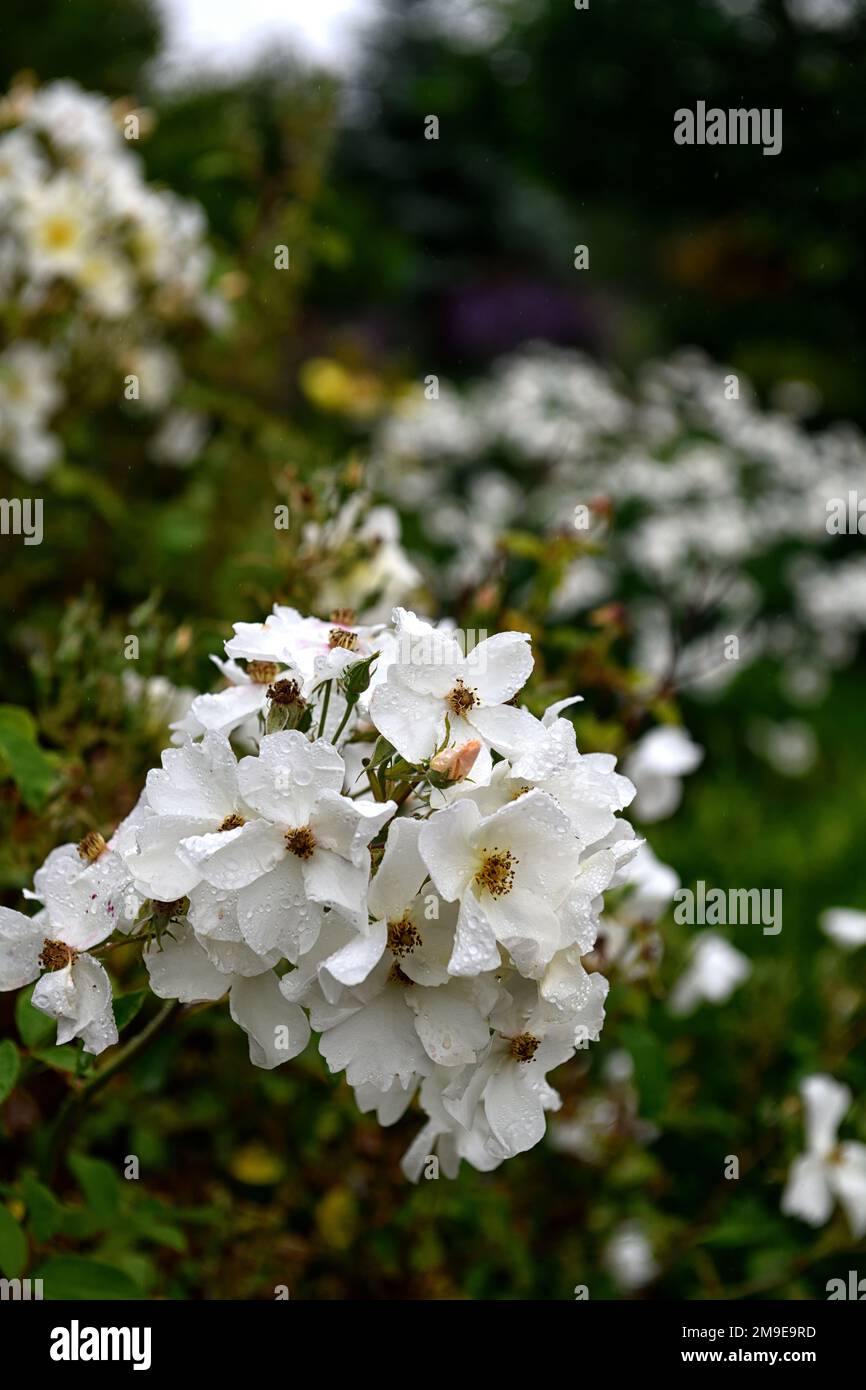 white single rose,white single rose flowers,white rose flower,cluster ...