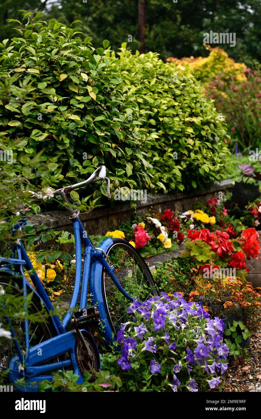 blue bike, blue bicycle,blue petunia,red begonia,dsplay,flower display ...