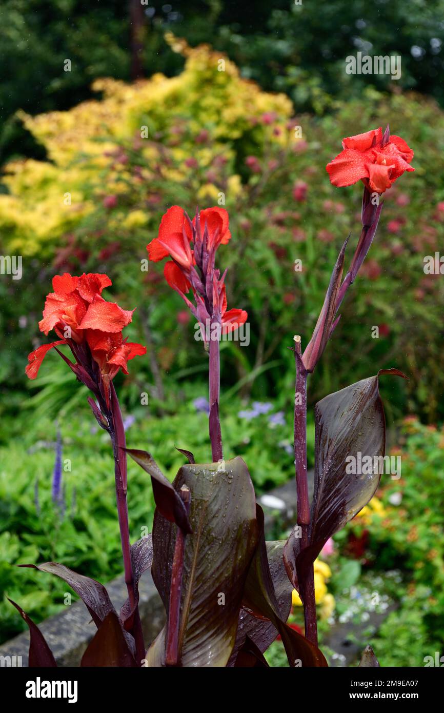 Canna australia, red vermillion flowers,red flower,flowers, flowering ...