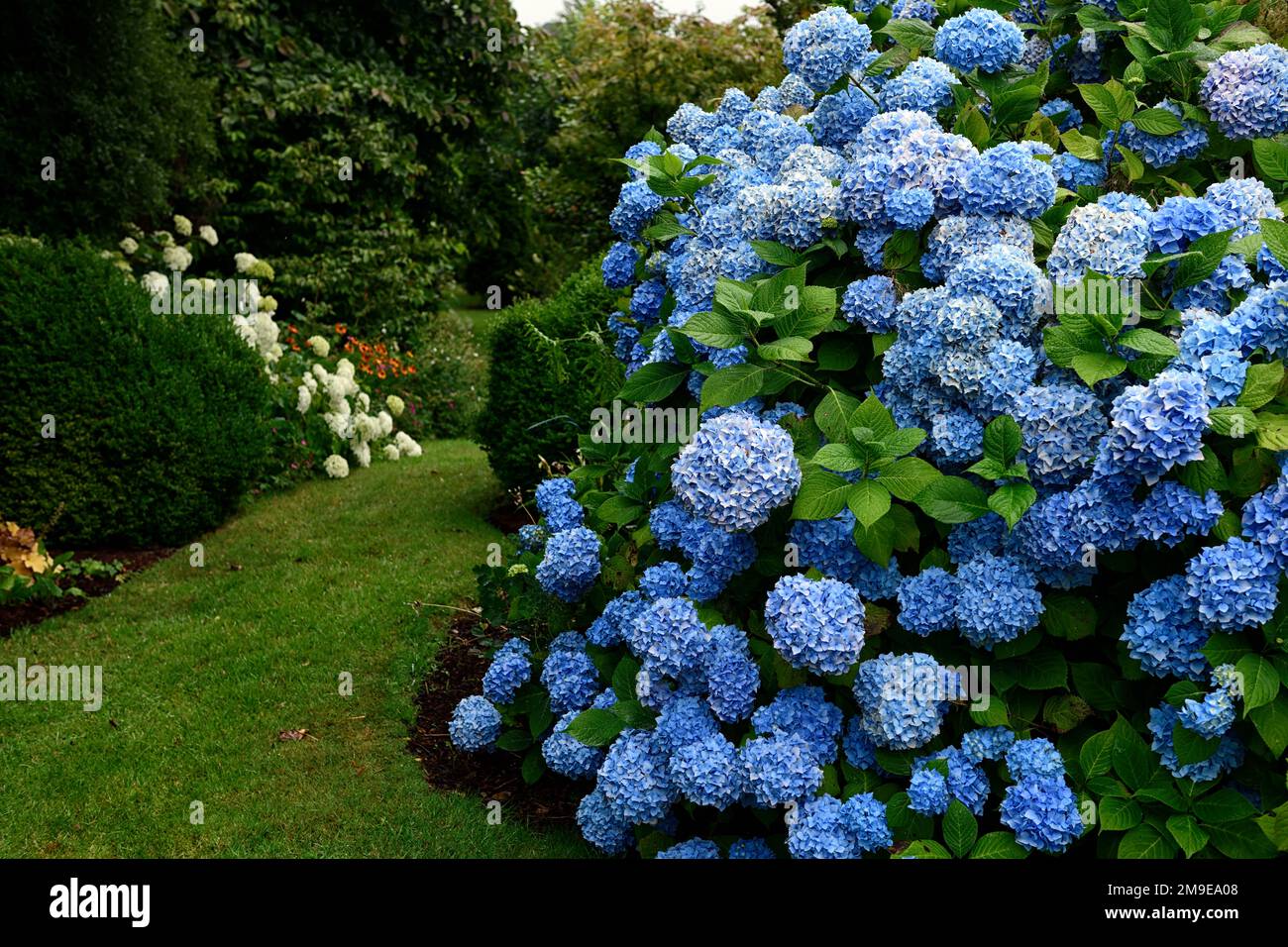 Hydrangea macrophylla,mophead hydrangea,blue,purple,flower,flowers ...