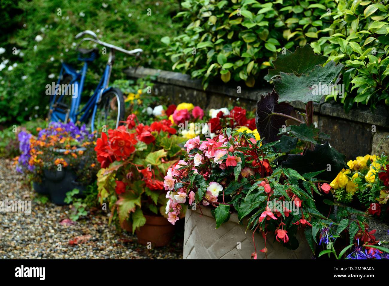 blue bike, blue bicycle,blue petunia,red begonia,dsplay,flower display ...
