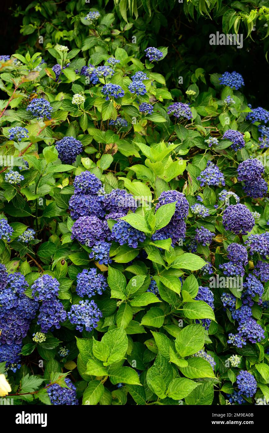 Hydrangea macrophylla,mophead hydrangea,blue,purple,flower,flowers ...