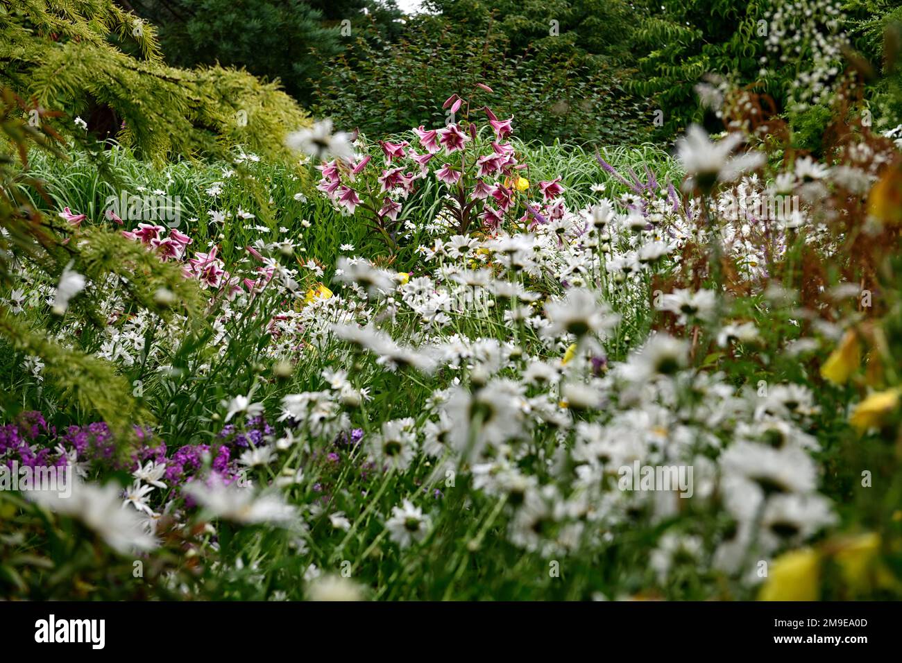 Shasta daisy,Leucanthemum × superbum,white,flower,flowers,flowering ...