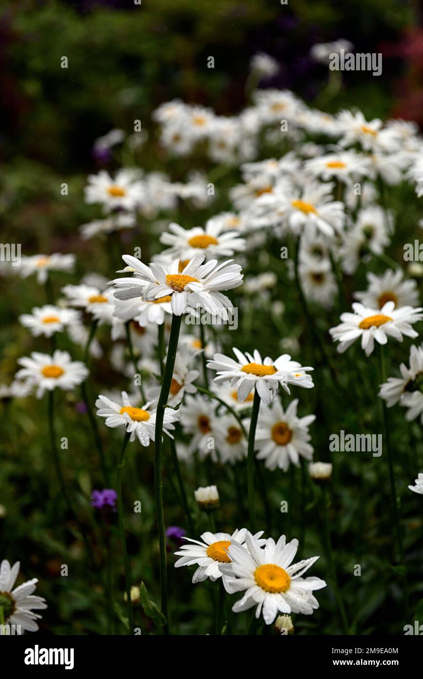 Shasta daisy,Leucanthemum × superbum,white,flower,flowers,flowering ...