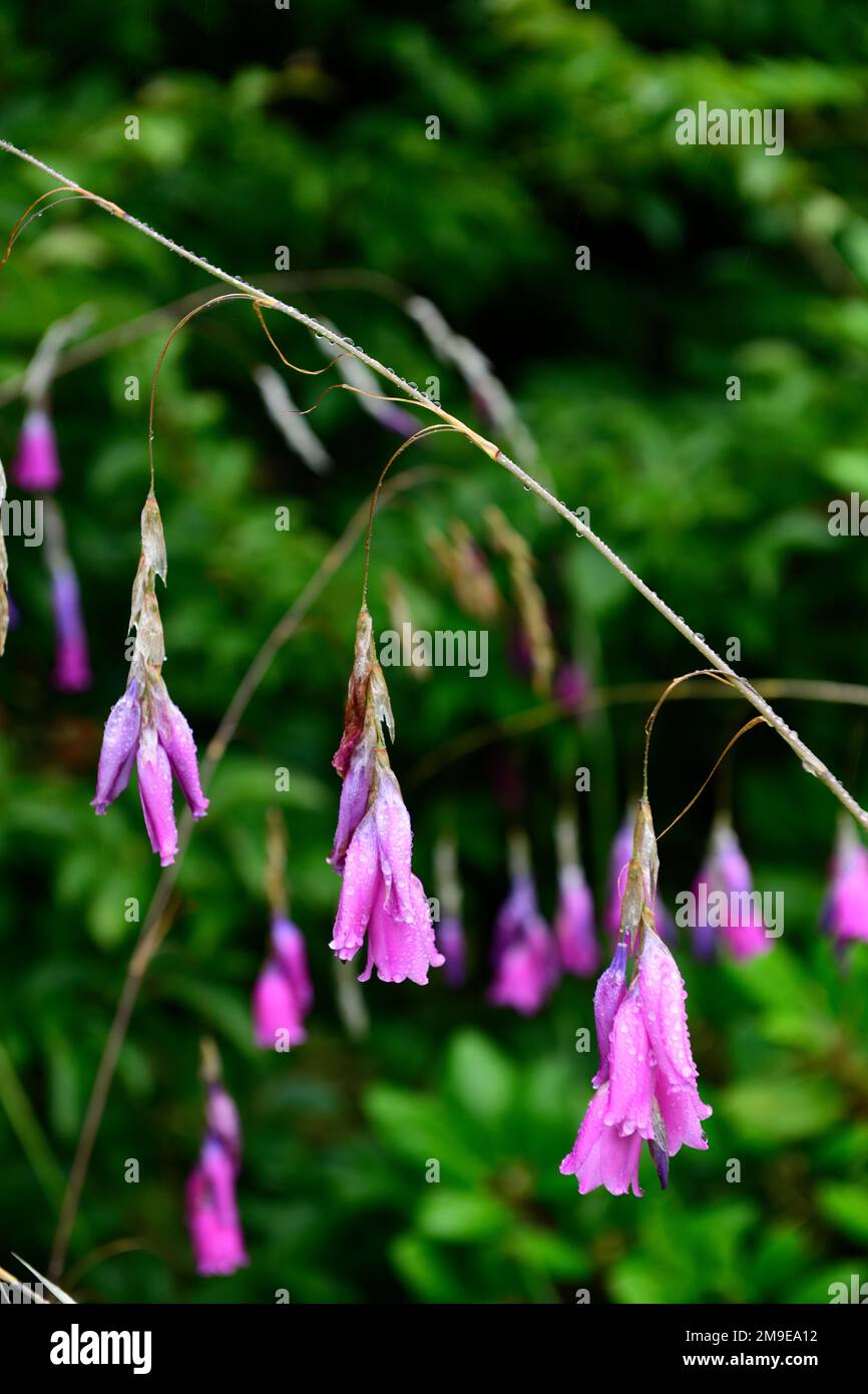 dierama pulcherrimum,pink purple flowers,flower,perennials,arching ...