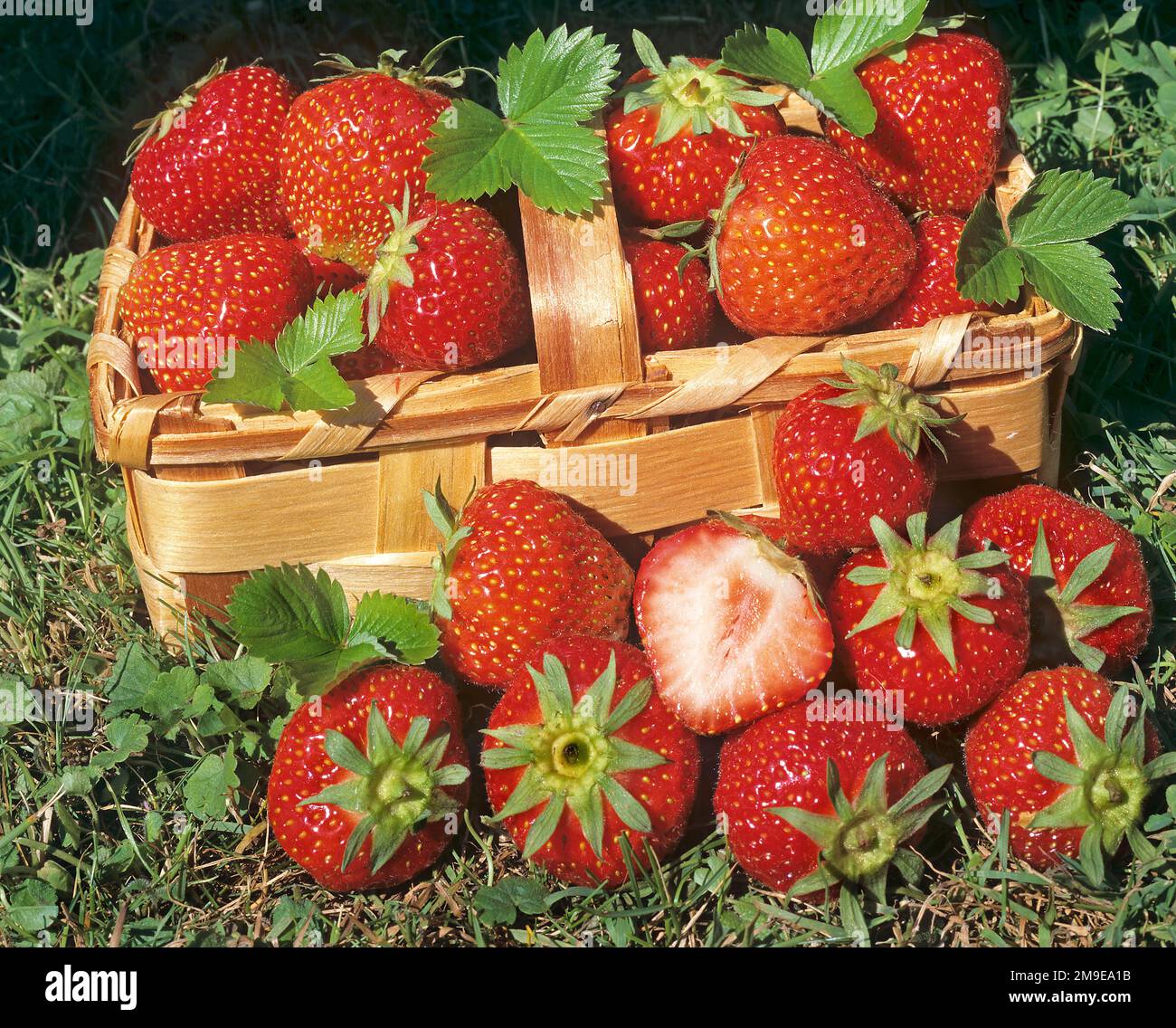 Fresh strawberries in small basket. South Germany Stock Photo - Alamy
