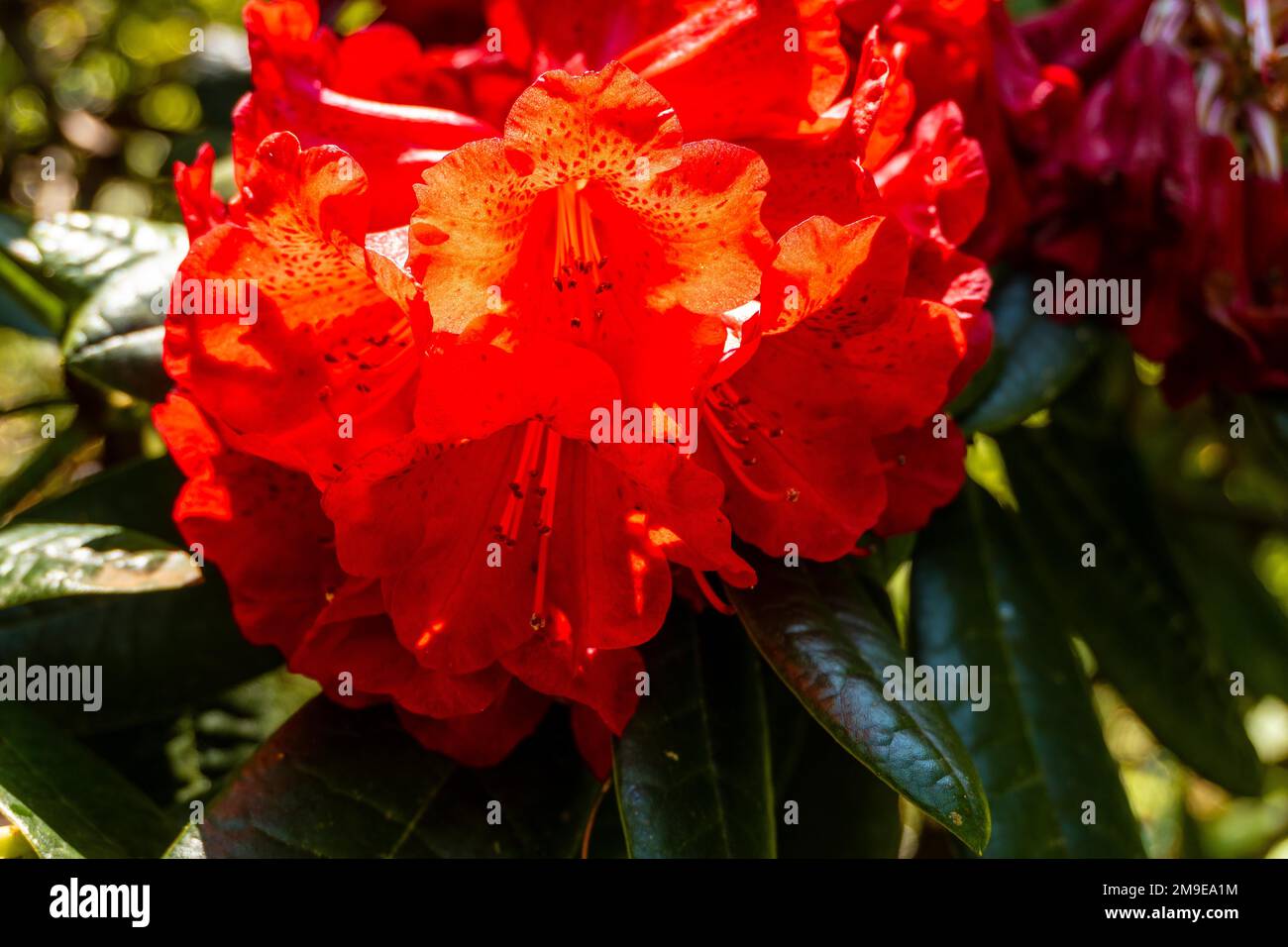 National flower of tanzania hi-res stock photography and images - Alamy