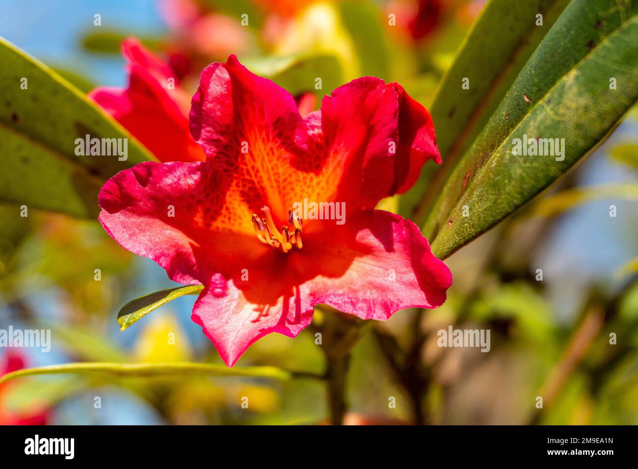 Rhododendron, Golden Gate, red flowers in Iturraran Natural Park ...