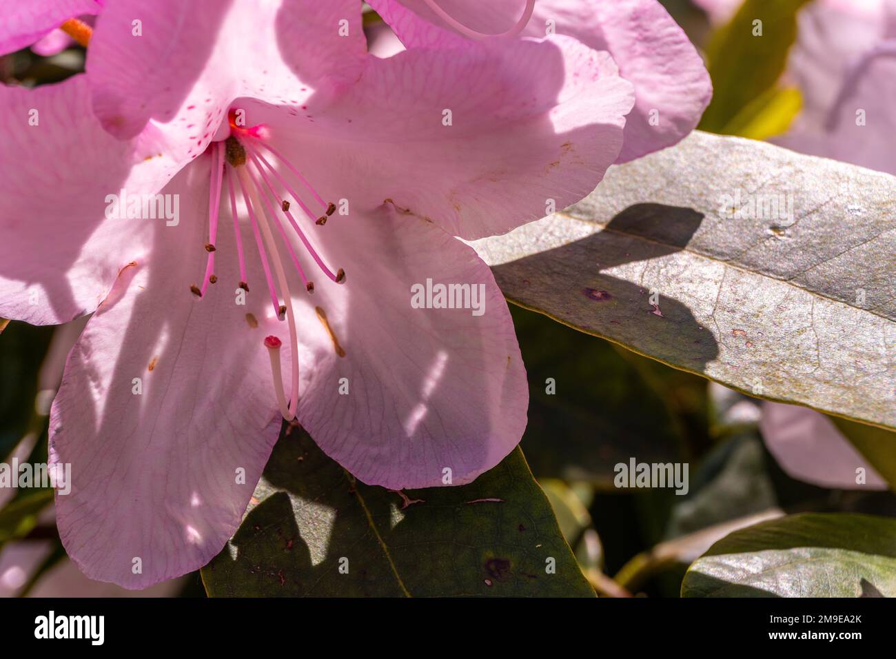 Rhododendron, beauty of tittelworth, pink flowers in Iturraran Natural ...