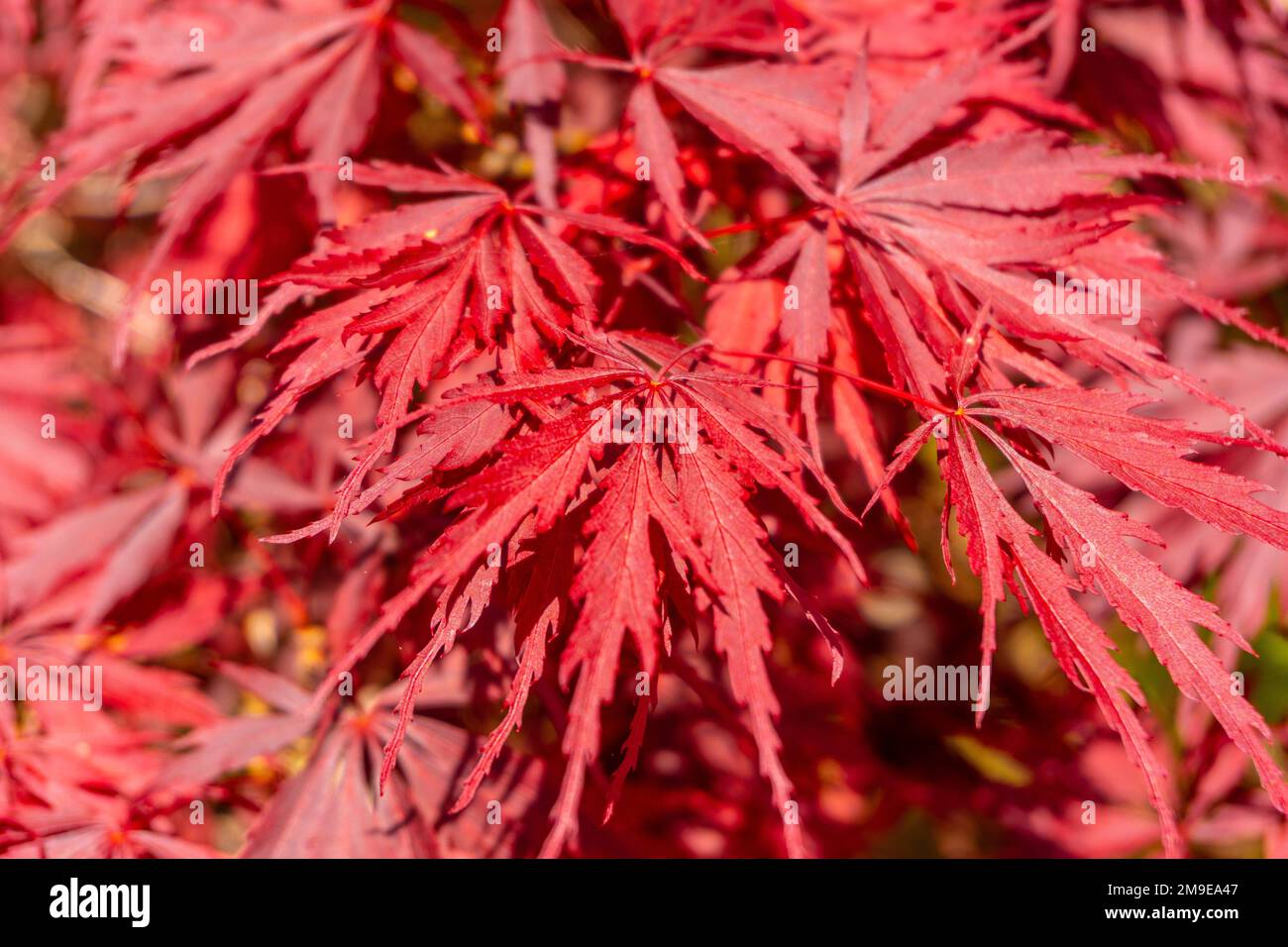 (Acer Palmatum) de Inaba Shidare, red flowers in the Iturraran Natural ...