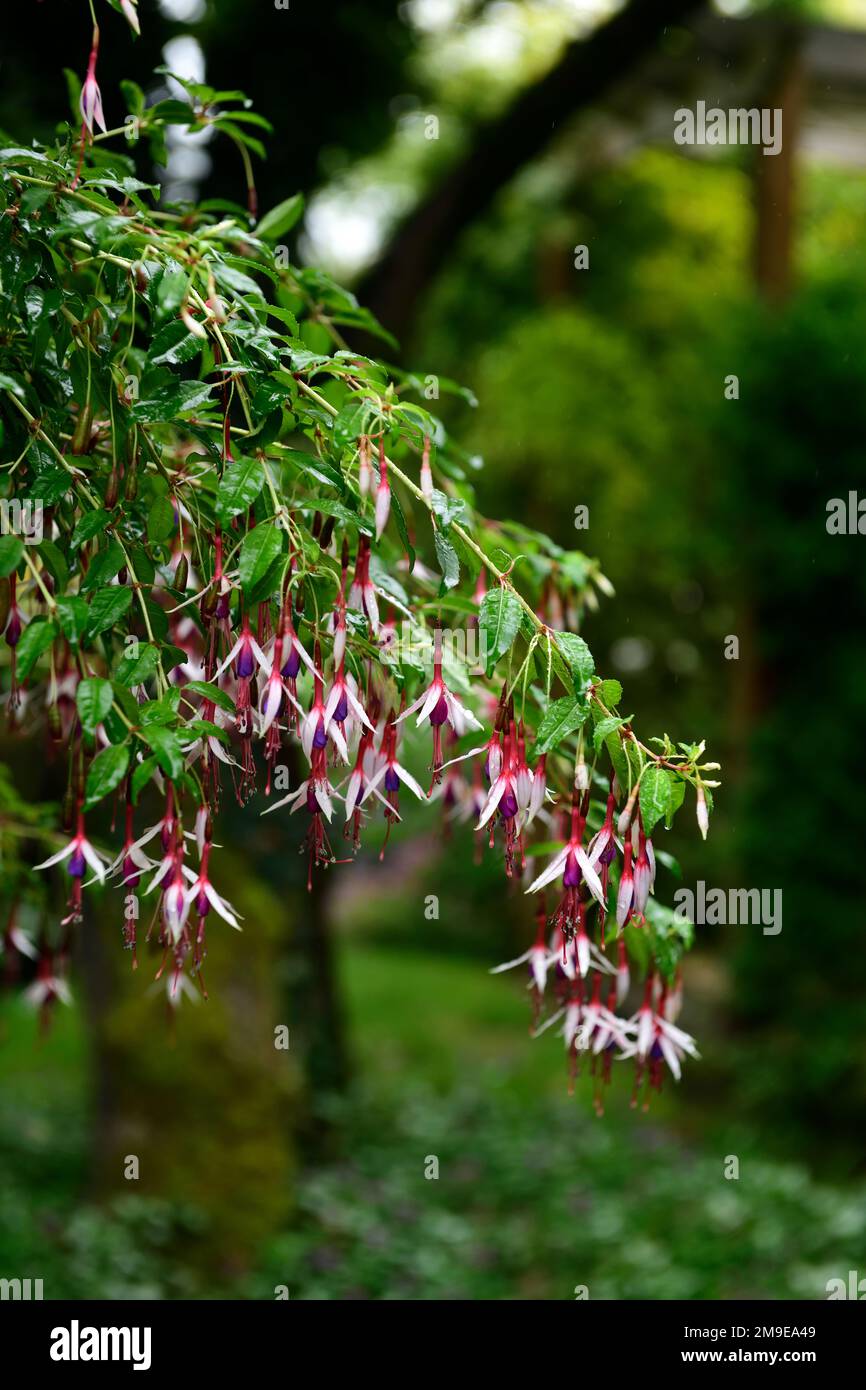 Fuchsia magellanica Lady bacon,Bush variety,upright habit,semi ...