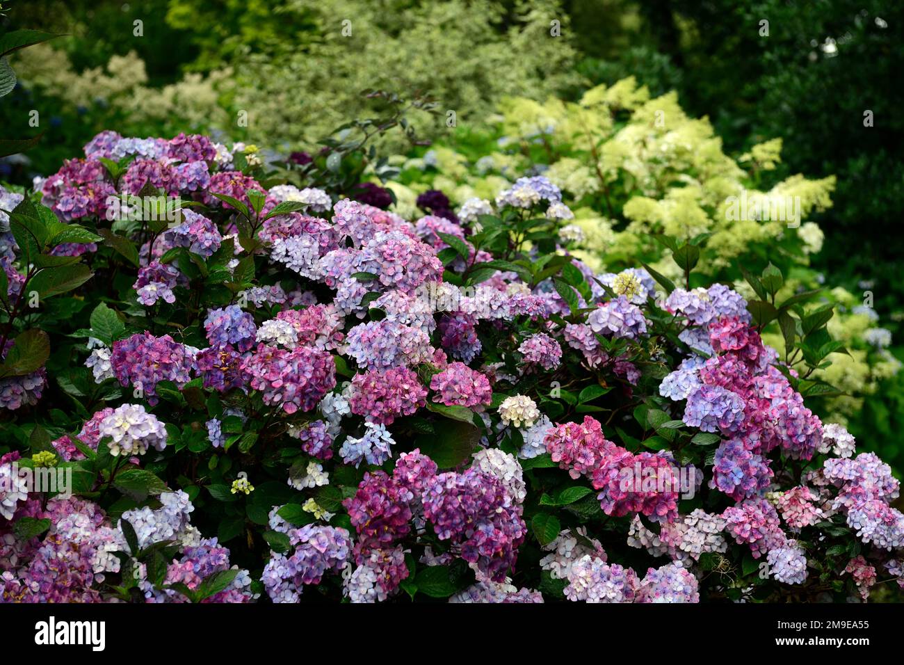 Hydrangea macrophylla,mophead hydrangea,blue,purple,flower,flowers ...