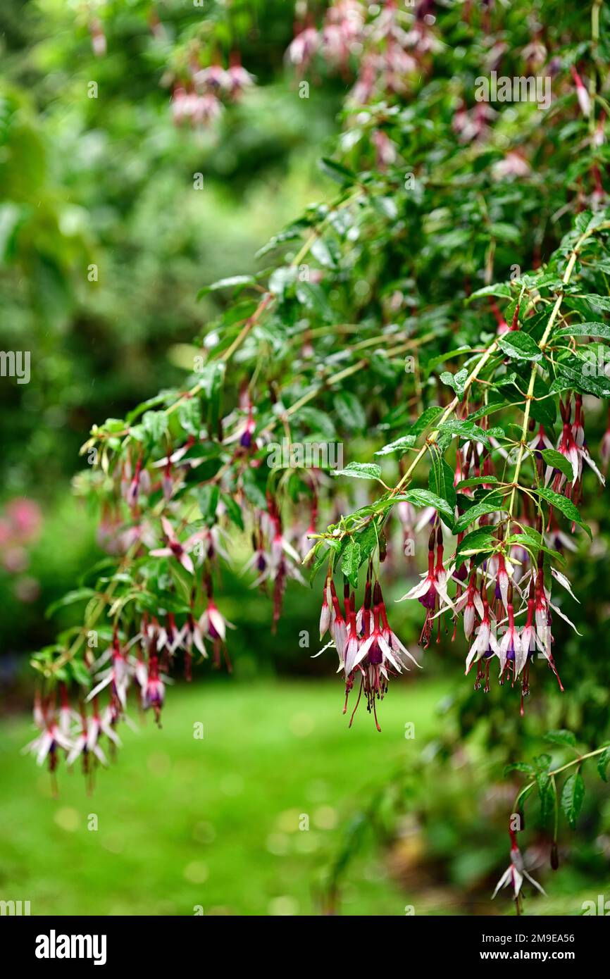Fuchsia magellanica Lady bacon,Bush variety,upright habit,semi ...