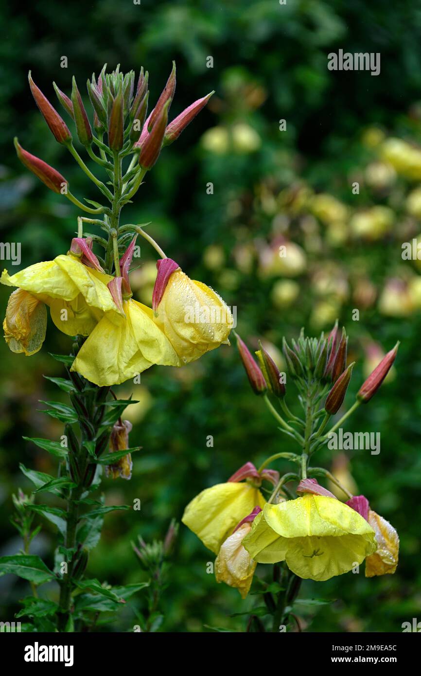 Common evening primrose,Oenothera biennis,yellow,flower,flowers ...