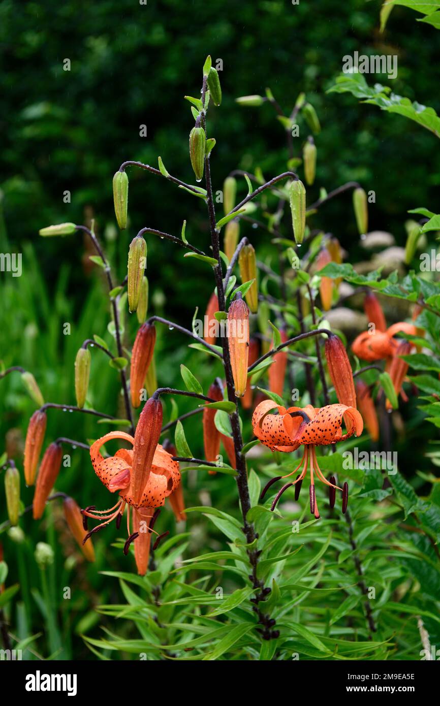lilium lancifolium tigrinum splendens,orange,speckled markings, closeup, flowers, plant ...