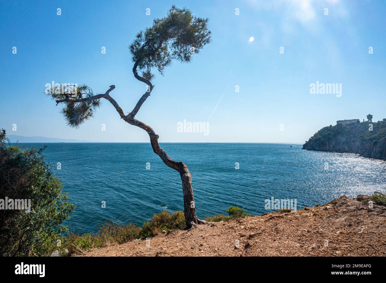 Beautiful panoramic view with pine tree of the Black Sea, and the rocky ...