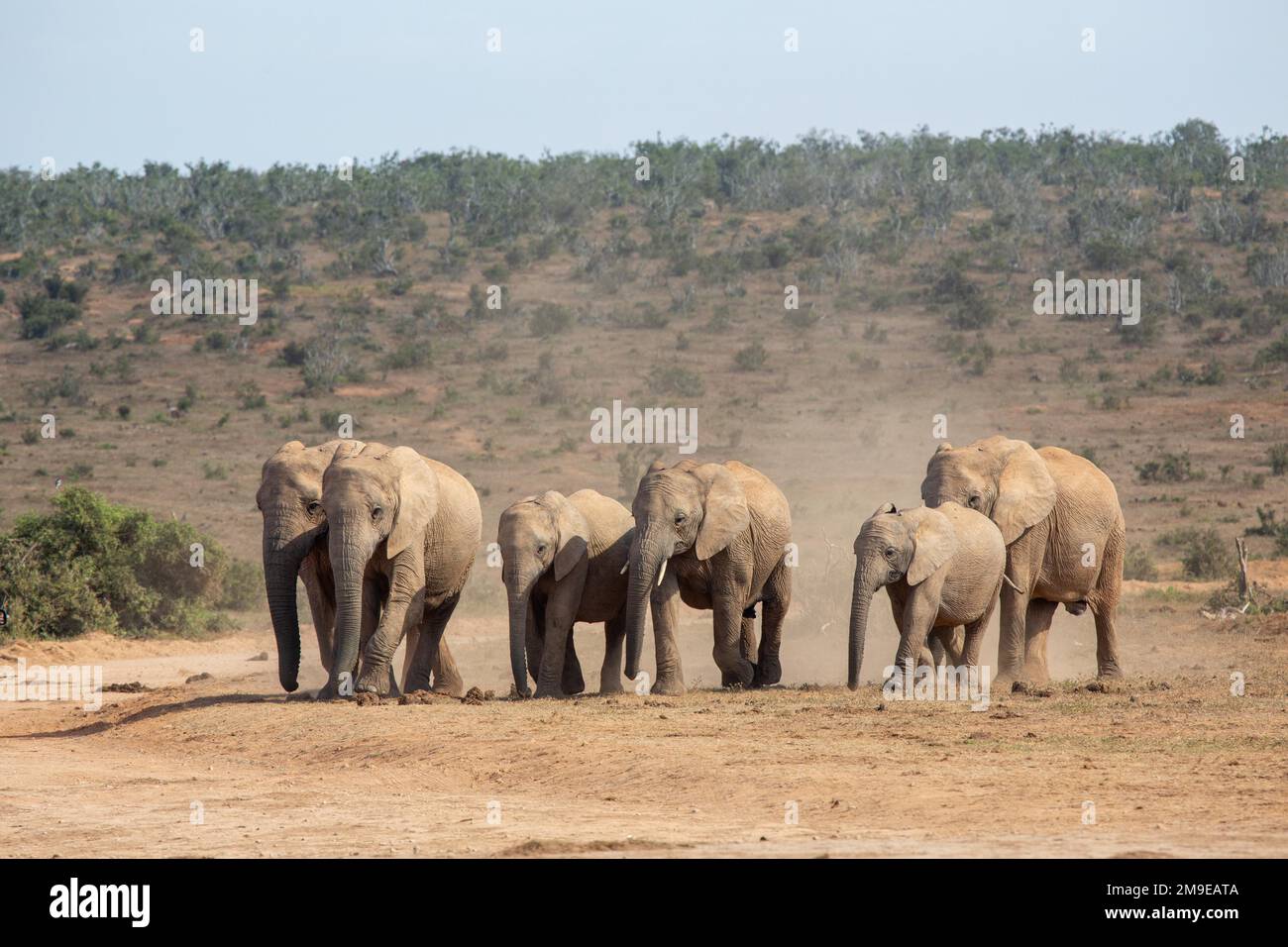 African elephant (loxodonta africana), herd, dust, drought, savannah ...