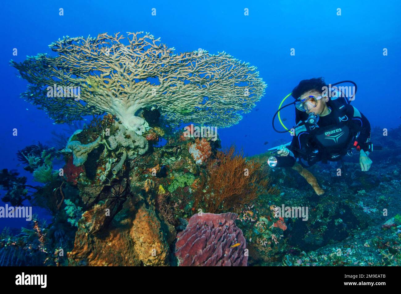 Diver diving swimming through coral reef looking at illuminated coral block with stony corals ...