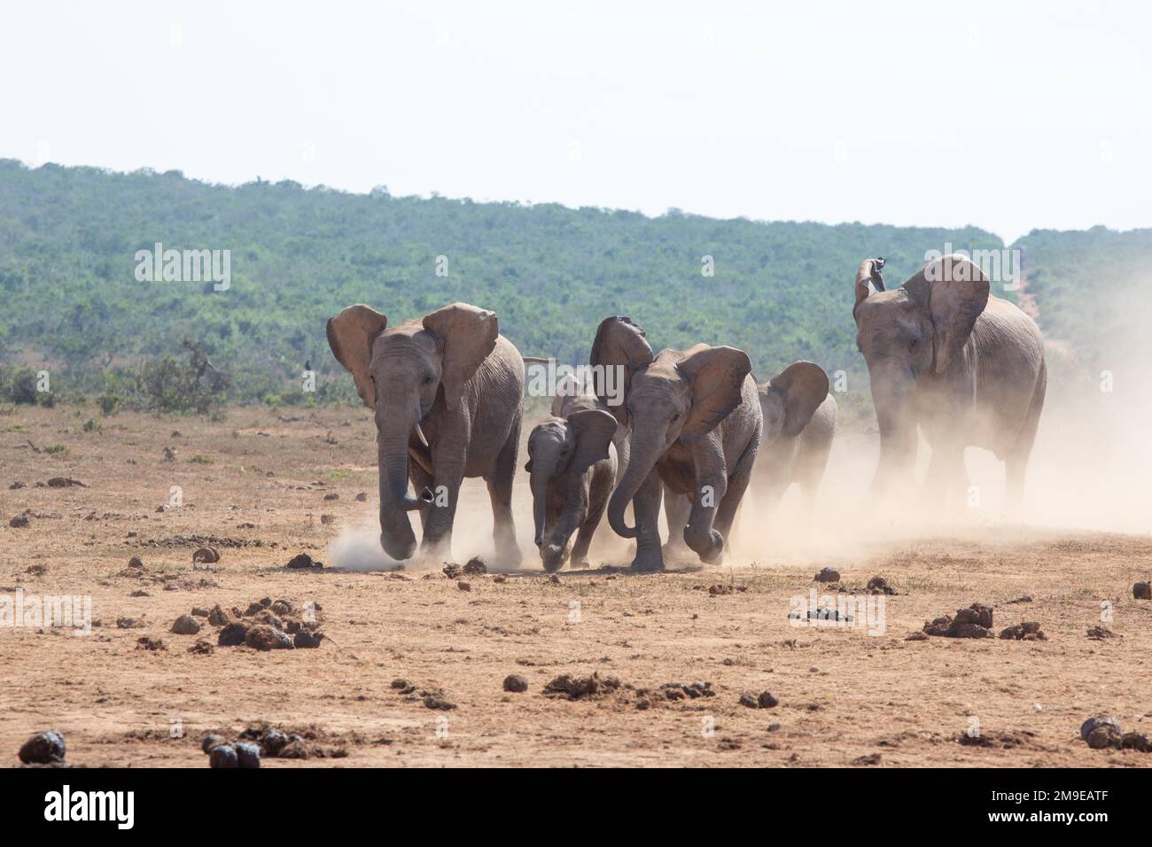African elephant (loxodonta africana), herd, dust, drought, savannah ...