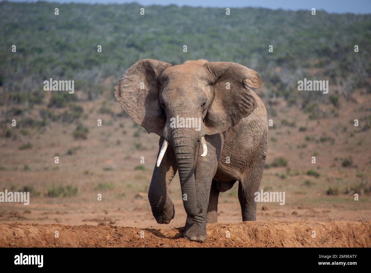 African elephant (loxodonta africana), young bull, at the waterhole ...