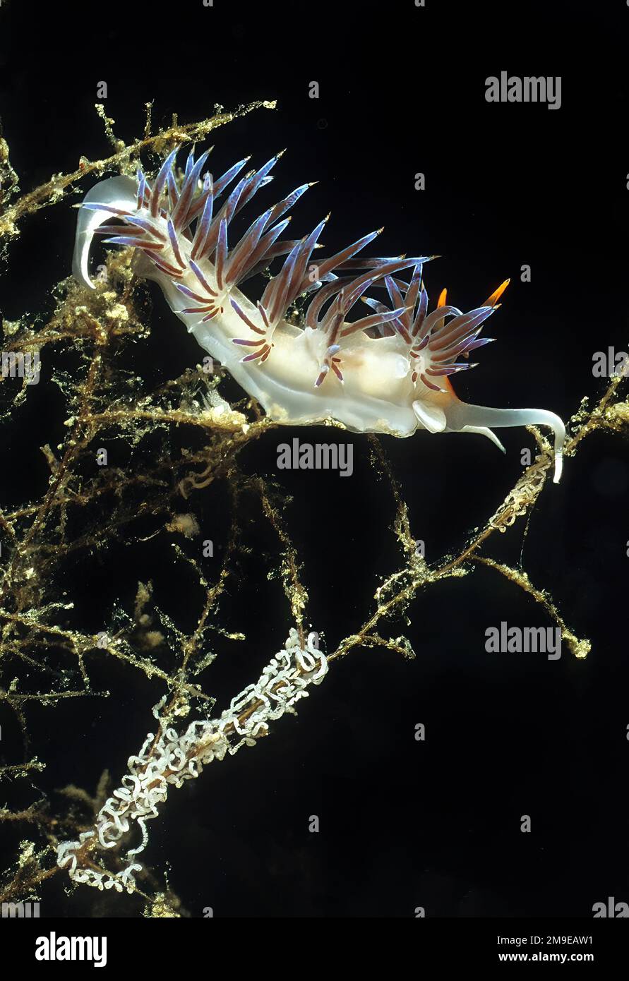 Nudibranch Thread snail (Cratena peregrina) with egg laying below ...
