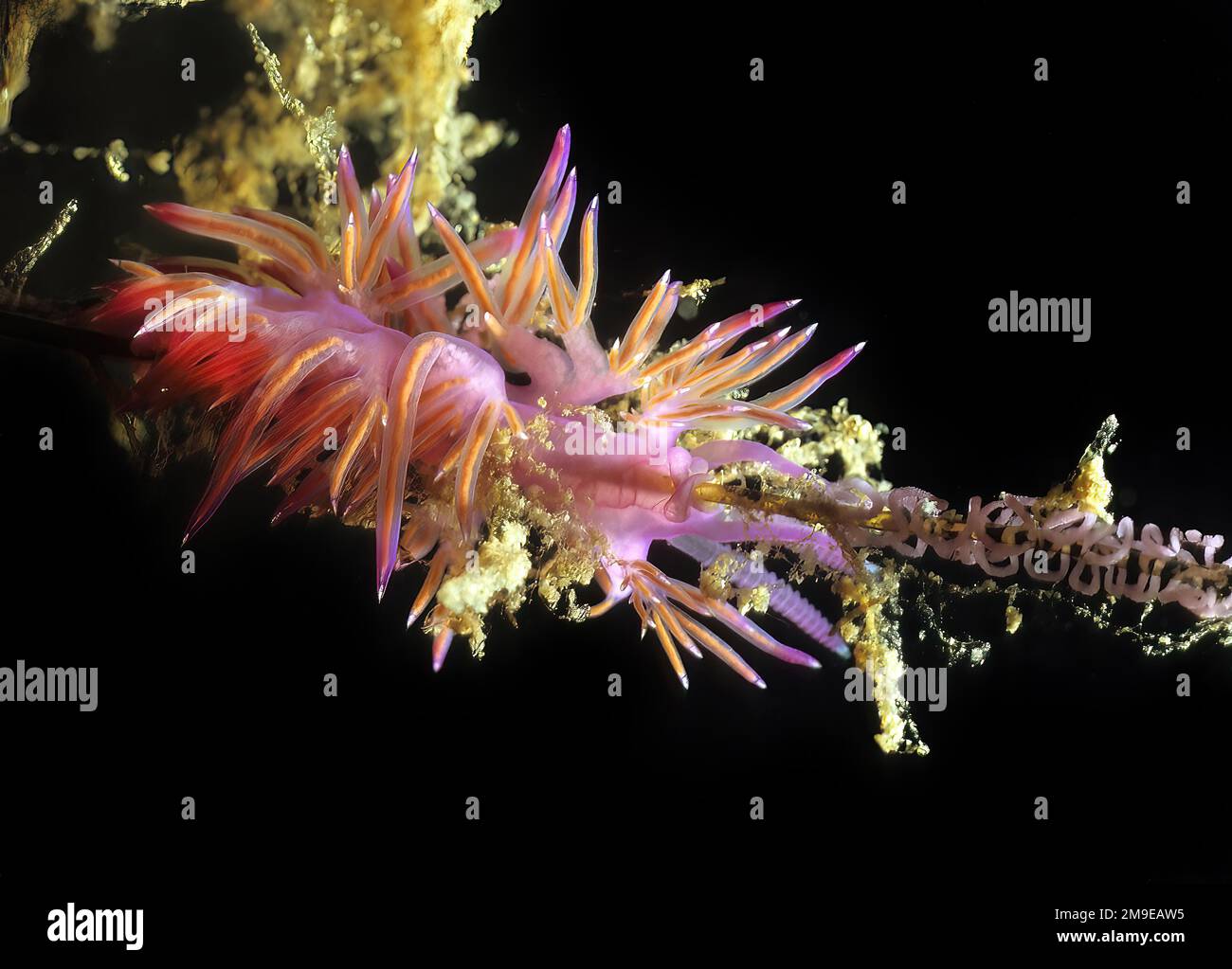 Nudibranch edmundsella pedata (Coryphella pedata) with orange-red ...