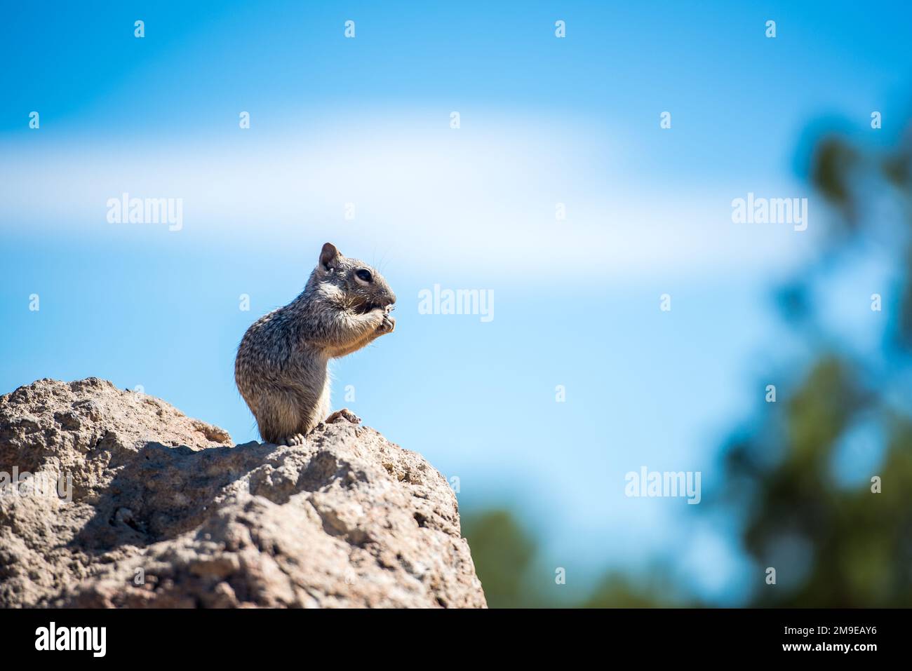 A small field mouse standing on a stone Stock Photo - Alamy