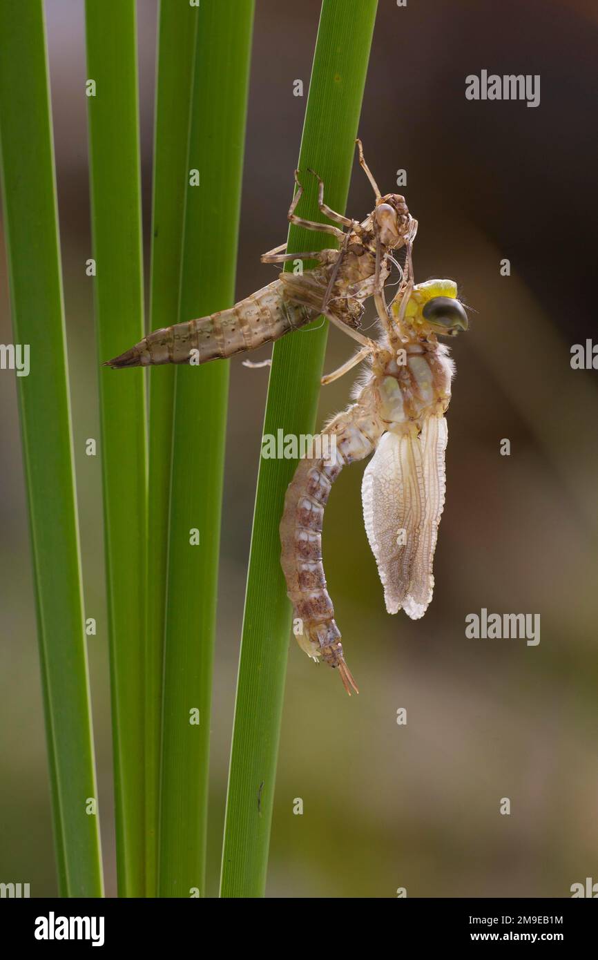 Southern hawker (Aeshna cyanea), hatching, exuvium, Thuringia, Germany ...