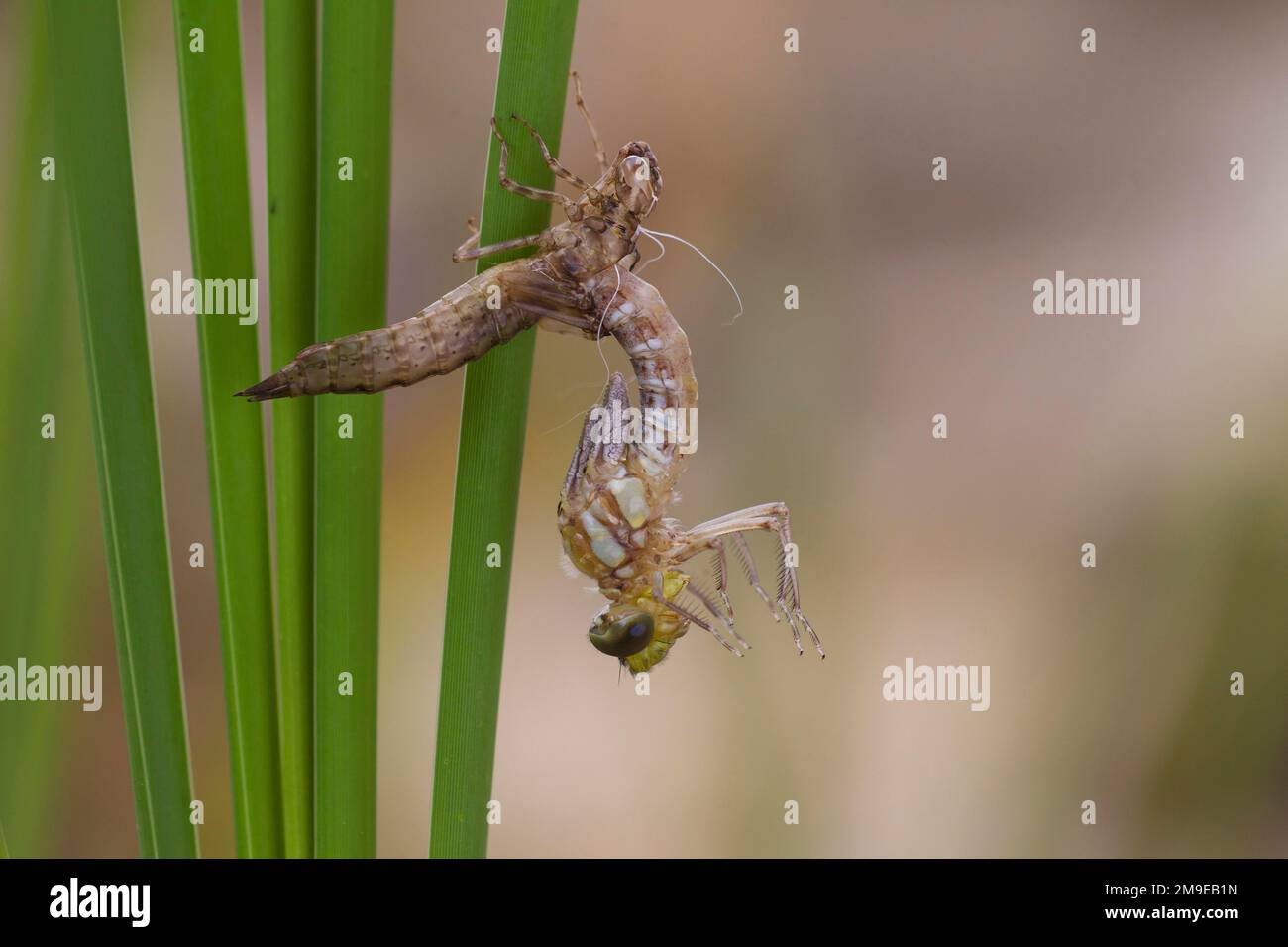 Southern hawker (Aeshna cyanea), hatching, exuvium, Thuringia, Germany ...