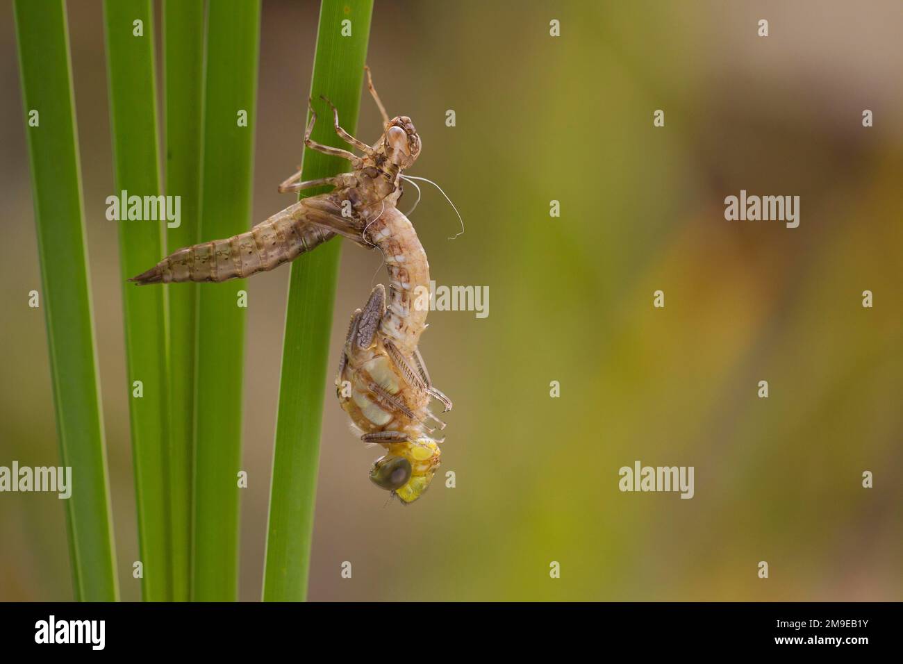 Southern hawker (Aeshna cyanea), hatching, exuvium, Thuringia, Germany ...