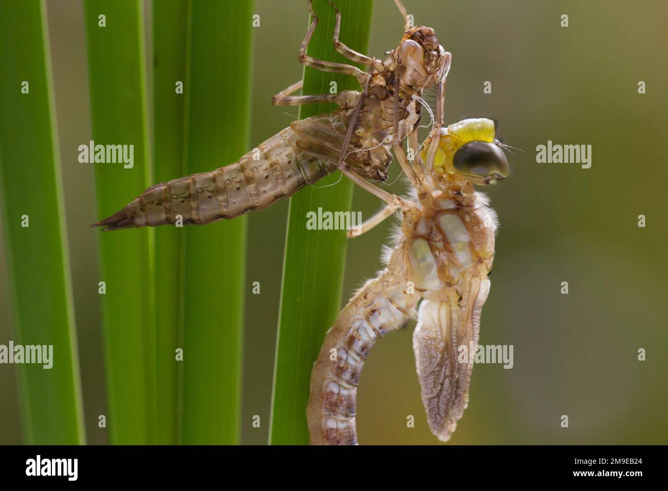 Southern hawker (Aeshna cyanea), hatching, exuvium, Thuringia, Germany ...