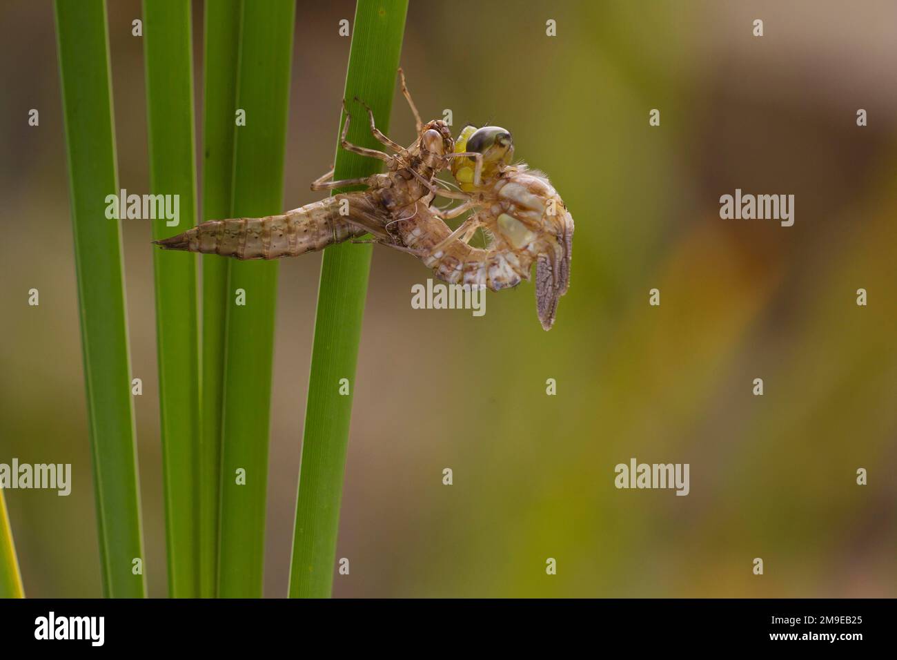 Southern hawker (Aeshna cyanea), hatching, exuvium, Thuringia, Germany ...