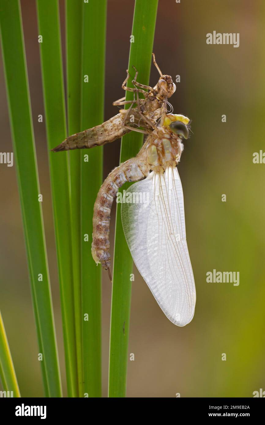 Southern hawker (Aeshna cyanea), hatching, exuvium, Thuringia, Germany ...