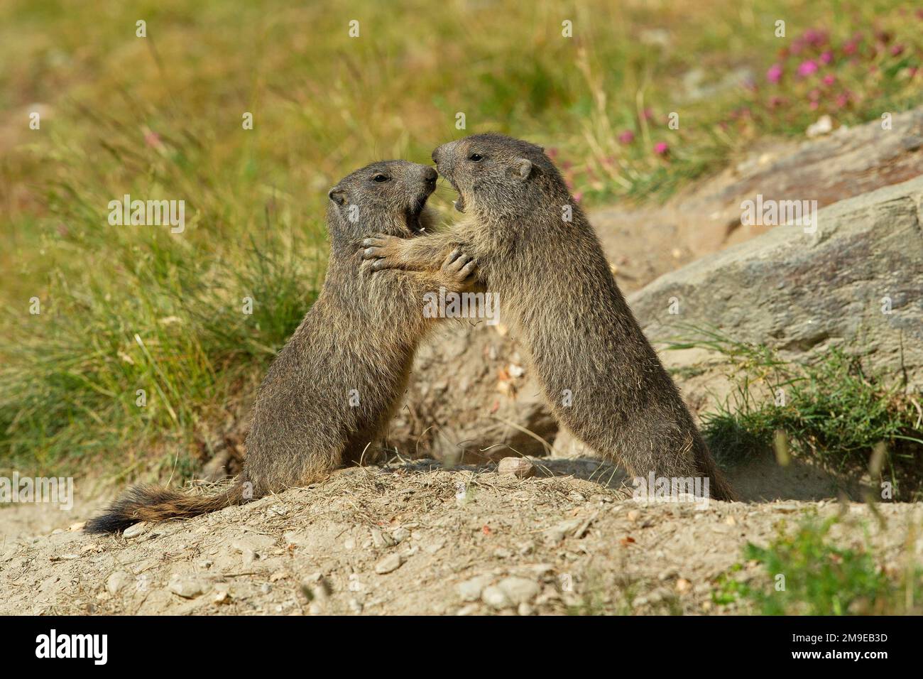 Alpine marmot (Marmota marmota), young animals, playful fight, Valais ...