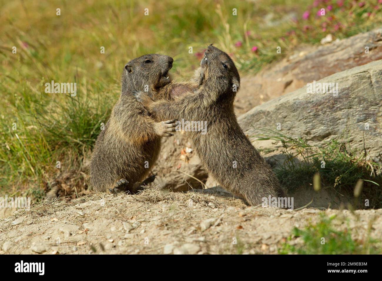 Alpine marmot (Marmota marmota), young animals, playful fight, Valais ...