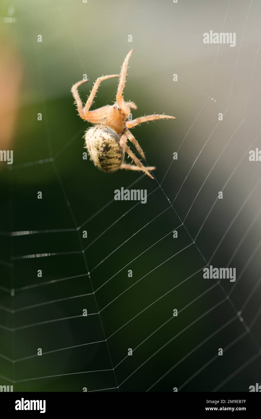Spider close view hi-res stock photography and images - Alamy
